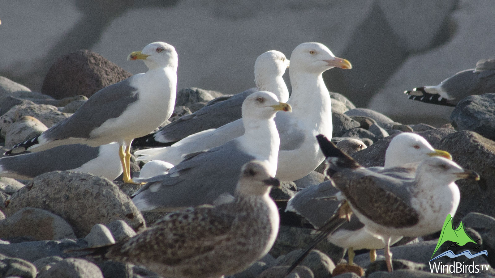 January 2014 birding records for Madeira | Madeira Birdwatching News ...