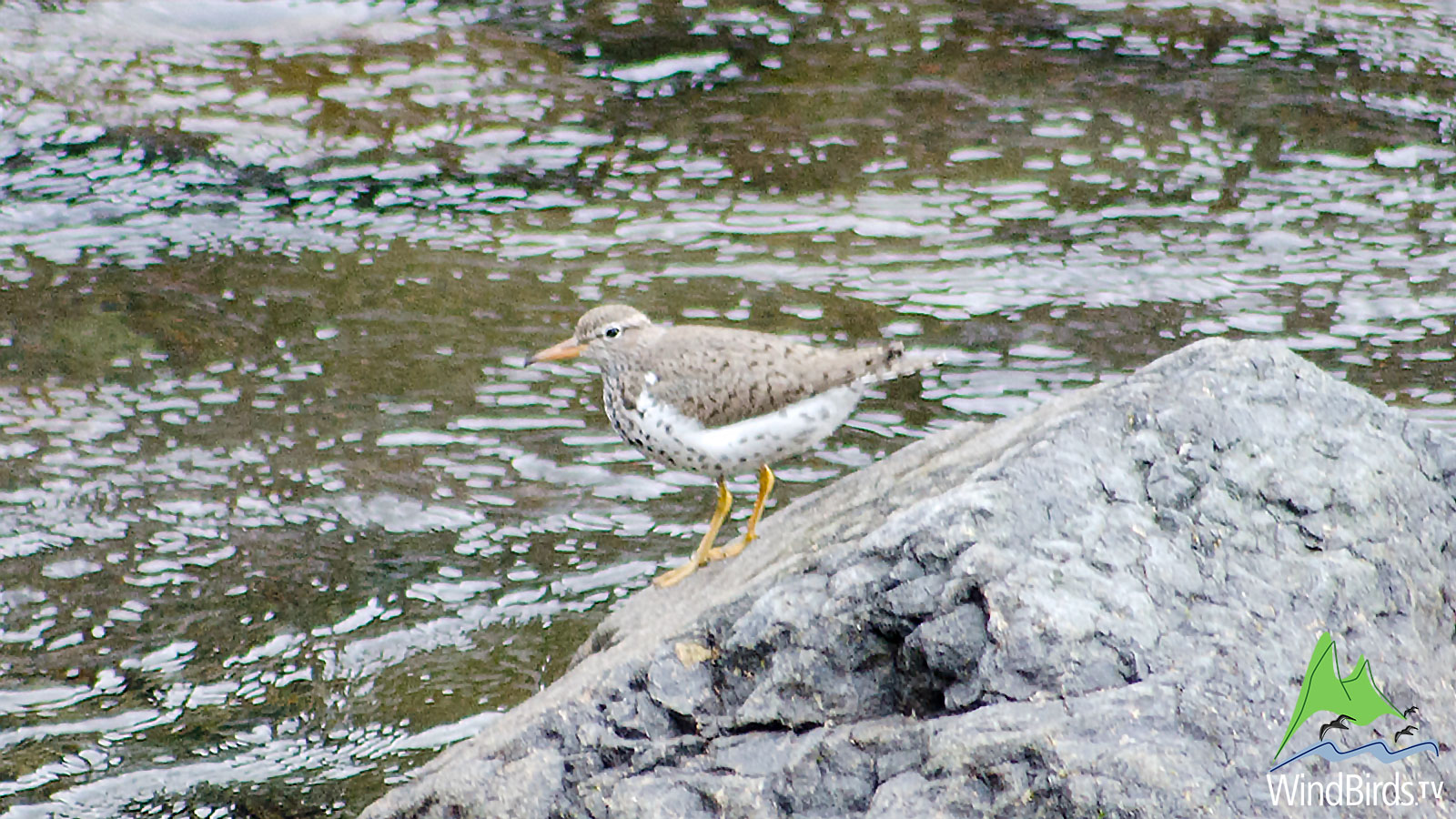 Spotted Sandpiper (Actitis macularius) in Madeira, Portugal